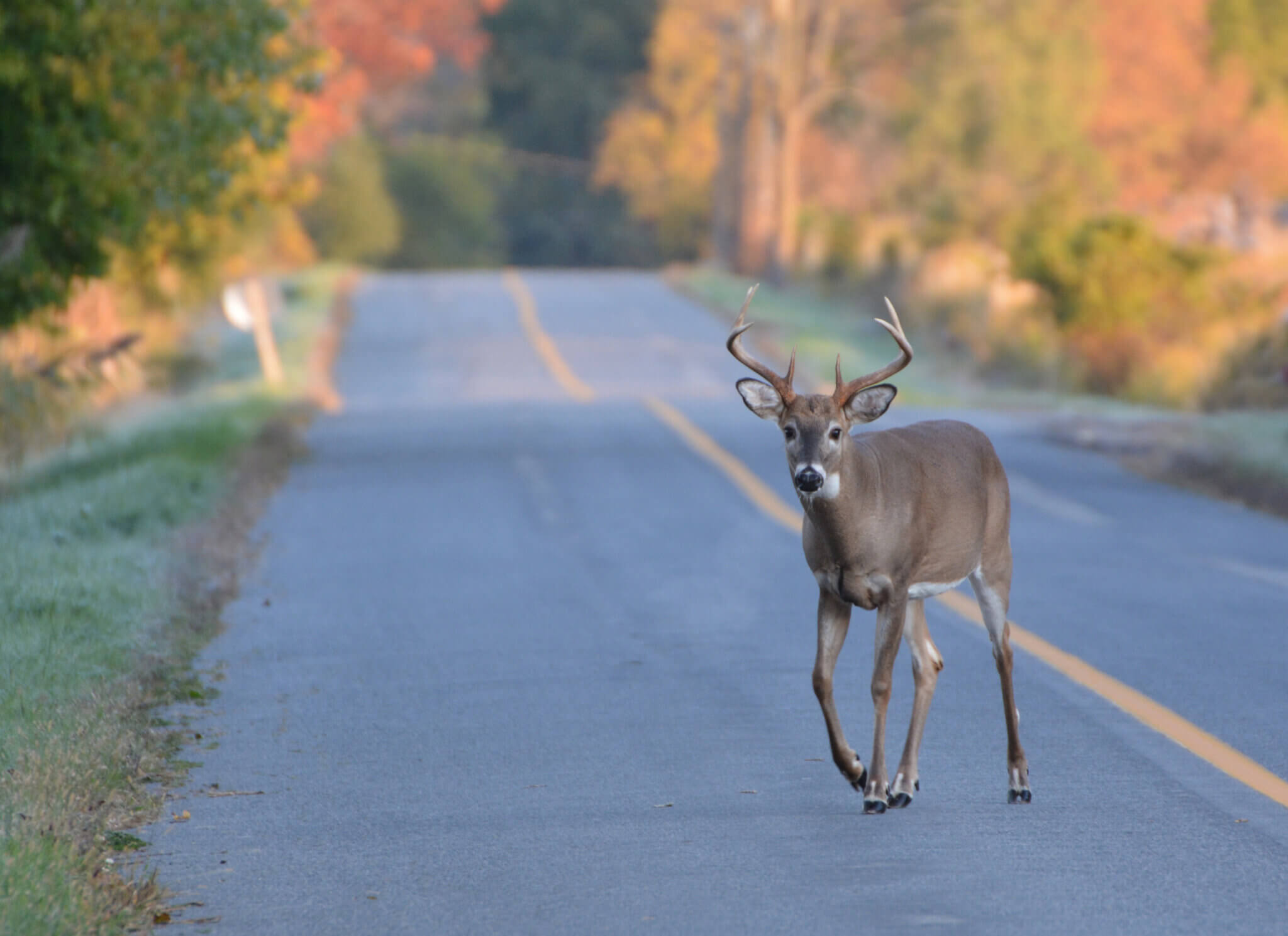 Steps to Take if You've Hit an Animal With Your Vehicle - National Auto ...